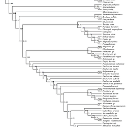 Image_2_A Total Evidence Phylogenetic Analysis of Pinniped Phylogeny ...