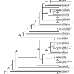 Image_3_A Total Evidence Phylogenetic Analysis of Pinniped Phylogeny ...