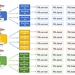 Image_1_Core Matrisome Protein Signature During Periodontal Ligament ...