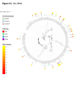 Presentation_1_Comparative Genomics of Microbacterium Species to Reveal ...
