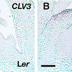 Image_2_The Overlapping and Distinct Roles of HAM Family Genes in ...