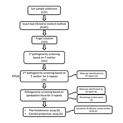 Image_1_Construction and Selection of an Entomopathogenic Fungal Library From Soil Samples for ...