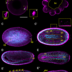 Image_1_An Updated Staging System for Cephalochordate Development: One ...