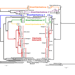 Image_1_Diversity, Distribution and Phylogeny of Hesionidae (Annelida ...