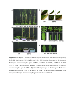Image_4_Comprehensive Analysis of the SBP Family in Blueberry and Their ...