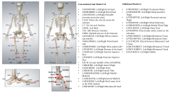 Presentation_1_Impact of the Marker Set Configuration on the Accuracy of Gait Event Detection in ...