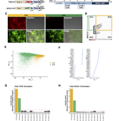Image1_Transcriptional, Electrophysiological, and Metabolic ...