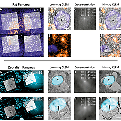 Image1_Integrated Array Tomography for 3D Correlative Light and Electron Microscopy.jpeg