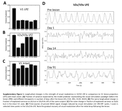 Image_1_Macaque Area V2/V3 Reorganization Following Homonymous Retinal Lesions.pdf