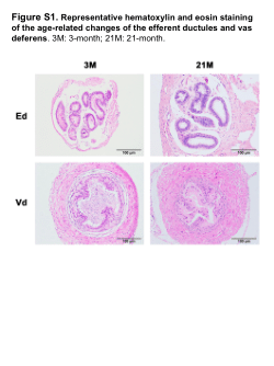 DataSheet1_Anatomical Transcriptome Atlas of the Male Mouse ...