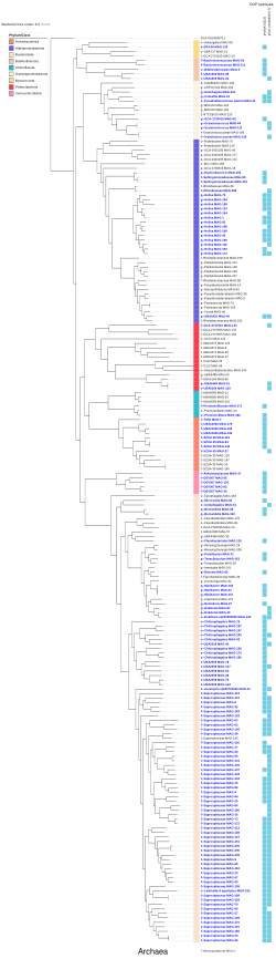 Image_4_Metagenome-Assembled Genomes From Pyropia haitanensis Microbiome Provide Insights Into ...