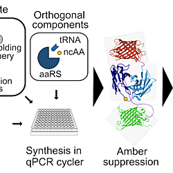 Image1_A CHO-Based Cell-Free Dual Fluorescence Reporter System for the ...