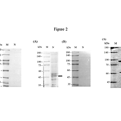 Image_1_Cholesterol Accumulation in Livers of Indian Medaka, Oryzias ...