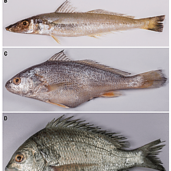 Image_3_The Identification of Fish Eggs From Four Economically ...