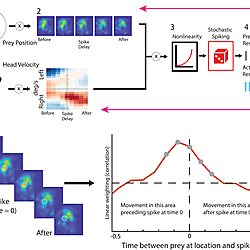 Image_2_The Role of Central Complex Neurons in Prey Detection and ...