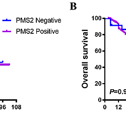Image_1_PMS2 Expression With Combination of PD-L1 and TILs for ...