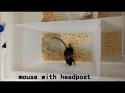 Video_3_Awake Mouse fMRI and Pupillary Recordings in the Ultra-High ...