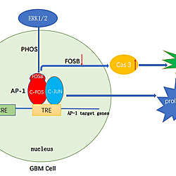 Image_1_Expression and potential role of FOSB in glioma.JPEG