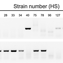 Image_3_Application of direct PCR for phylogenetic analysis of Fusarium ...