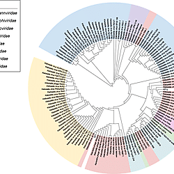 Image_2_Characterization of Klebsiella pneumoniae bacteriophages, KP1 ...