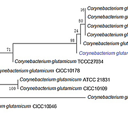 Image1_A bioflocculant from Corynebacterium glutamicum and its ...