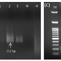 Image_1_Development and application of crude sap-based recombinase ...