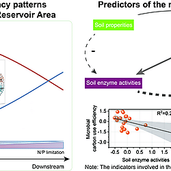 Image_1_Microbial community and soil enzyme activities driving microbial metabolic efficiency ...