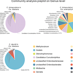 Image 2_Symbiotic bacteria associated with different species of Curculio (Coleoptera ...