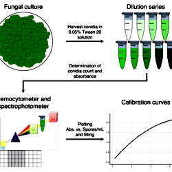 Influence of spore morphology on spectrophotometric quantification of ...