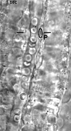Supplementary Material for: An Intact Kidney Slice Model to Investigate ...