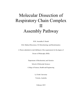 Molecular dissection of respiratory chain complex II assembly pathway