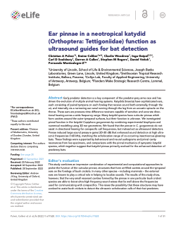 Ear pinnae in a neotropical katydid (Orthoptera: Tettigoniidae ...