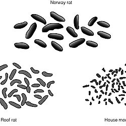 Different types of dropping produced by rodents