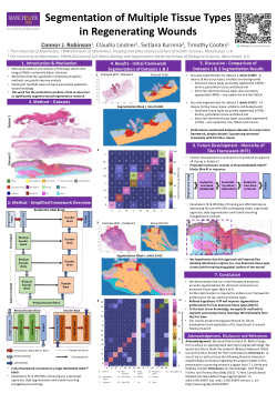 Segmentation of Multiple Tissue Types in Regenerating Wounds