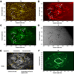 Plant Root XRF Cross Sections