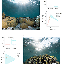 Figure P. lutea M. digitata plots