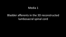 Bladder afferents in the 3D reconstructed lumbosacral spinal cord.