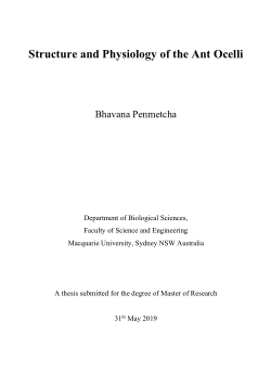 Structure and physiology of the ant ocelli