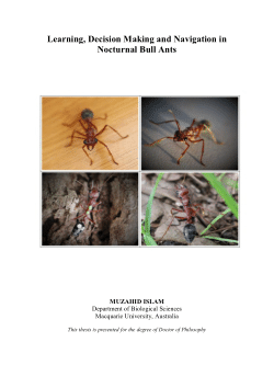 Learning, decision making and navigation in nocturnal bull ants
