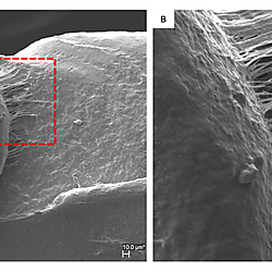 Additional file 2: of Three-dimensional printed PLA scaffold and human gingival stem cell ...