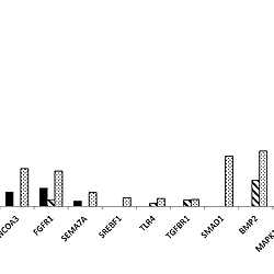 Additional file 5: of Three-dimensional printed PLA scaffold and human gingival stem cell ...
