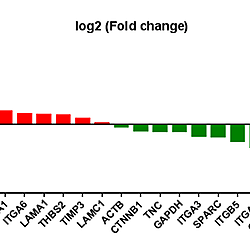 Additional file 6: of Three-dimensional printed PLA scaffold and human gingival stem cell ...
