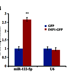 Additional file 7: of IMP1 regulates UCA1-mediated cell invasion ...