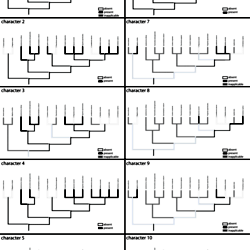 Additional file 4: of Convergent evolution of the ladder-like ventral ...