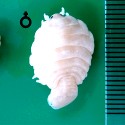 Additional file 3: of Basal position of two new complete mitochondrial ...