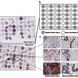 Additional file 2 of A novel bispecific antibody targeting CD3 and ...