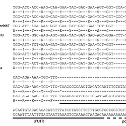 Additional file 4 of High-throughput sequencing of Astrammina rara ...