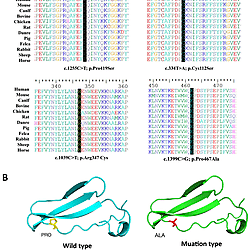 Additional file 4 of Frequency and phenotypic characteristics of RPE65 ...