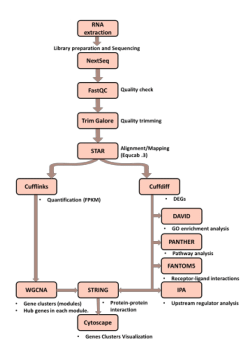 Additional file 1 of Transcriptomic analysis of equine chorioallantois ...