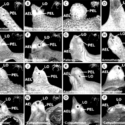 Additional file 8 of The visual pathway in sea spiders (Pycnogonida ...